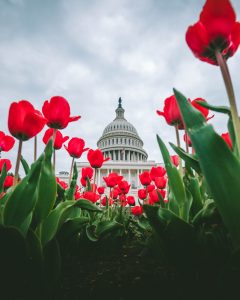 Washington DC Tulip Fields: Where to See Tulips in DC