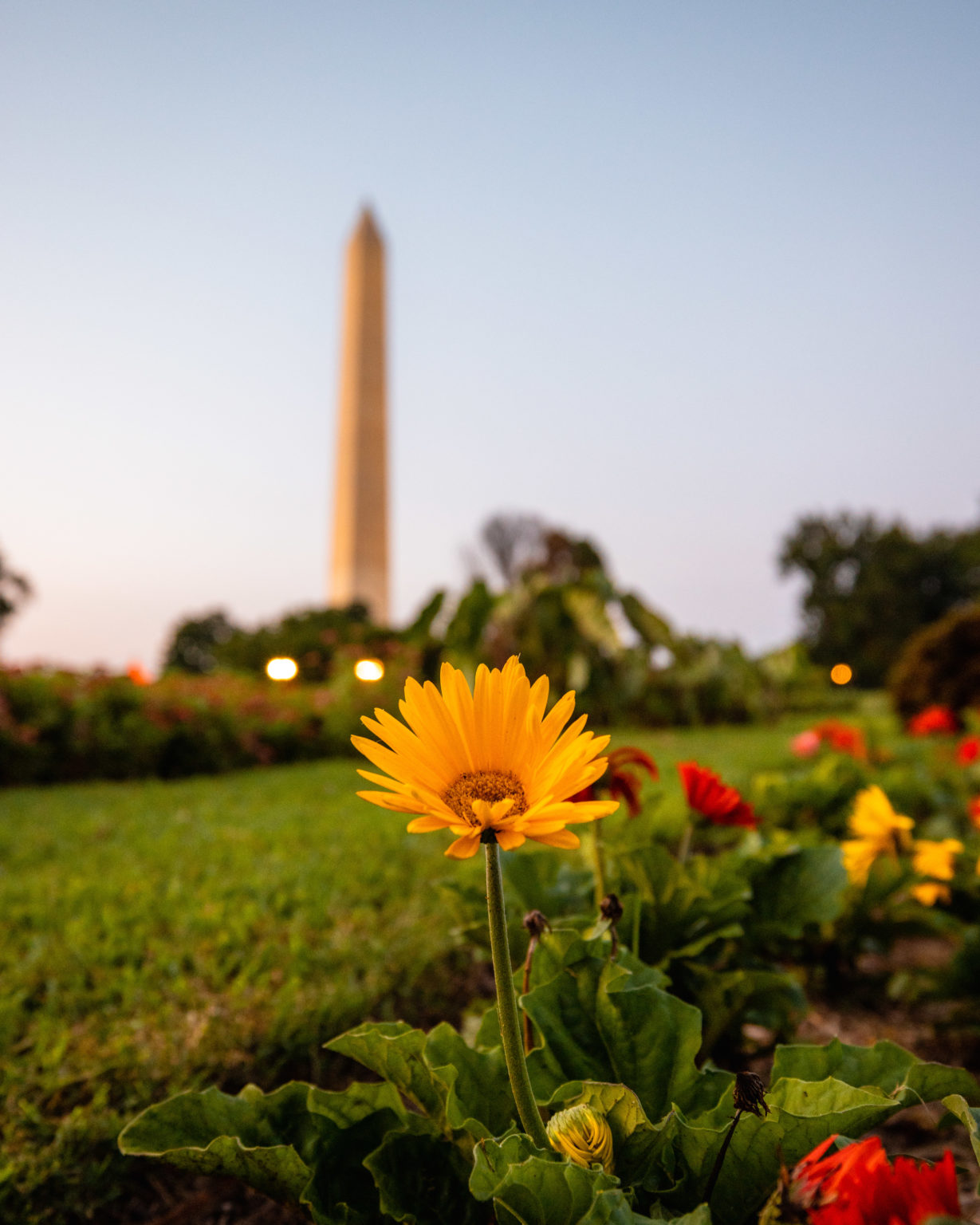 Floral Library at the Tidal Basin in DC (Photo Guide)