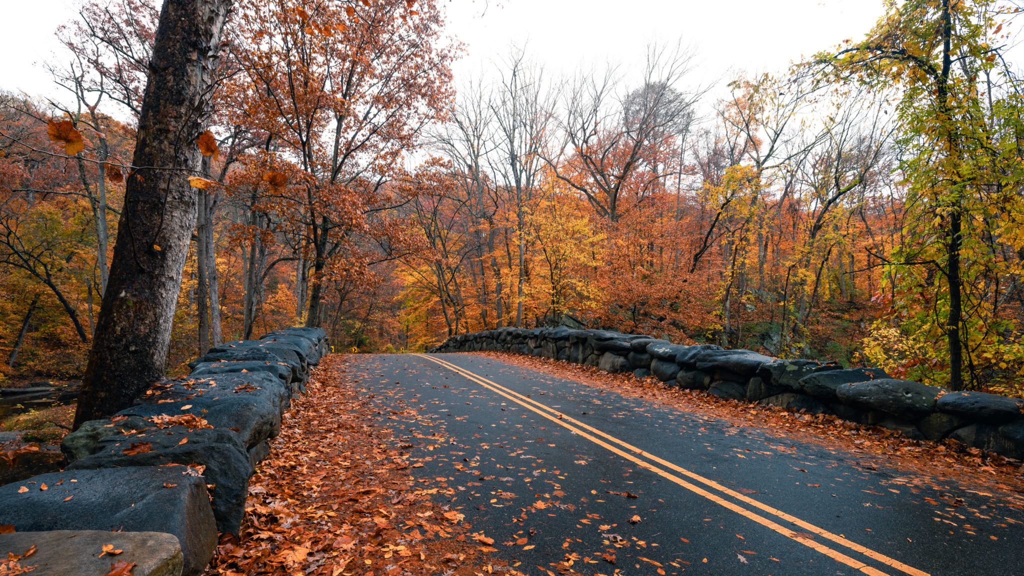 Photos of Fall Colors in Rock Creek Park (DC Foliage Guide)