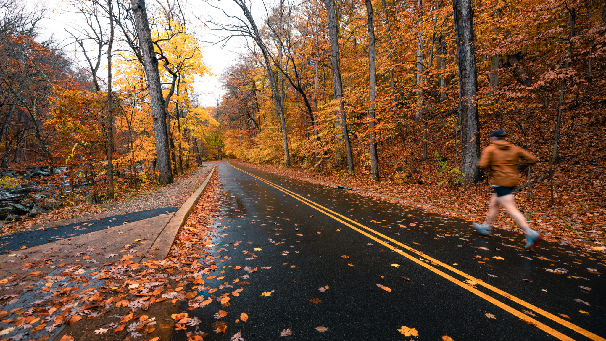 Photos of Fall Colors in Rock Creek Park (DC Foliage Guide)
