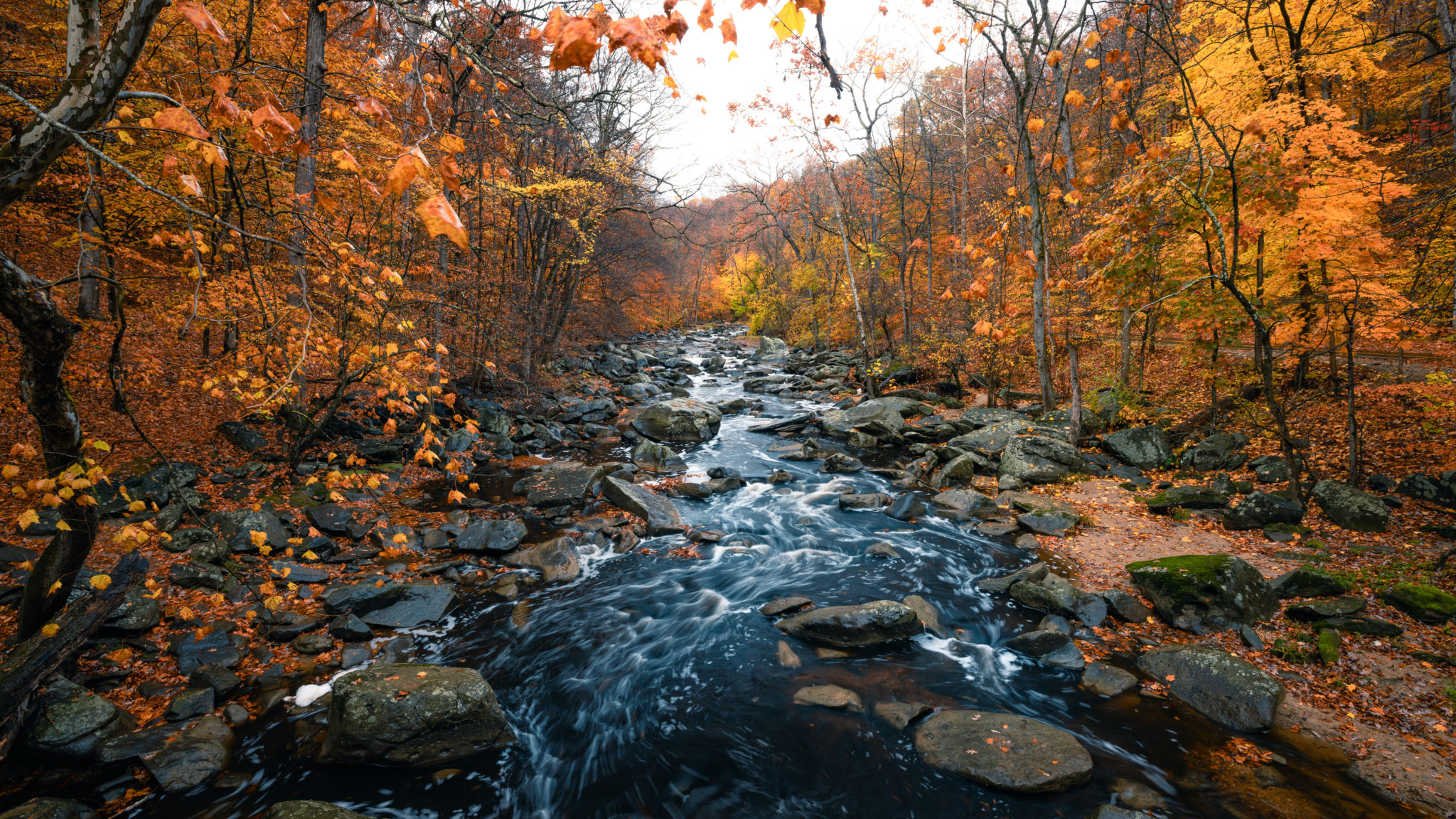 Photos of Fall Colors in Rock Creek Park (DC Foliage Guide)