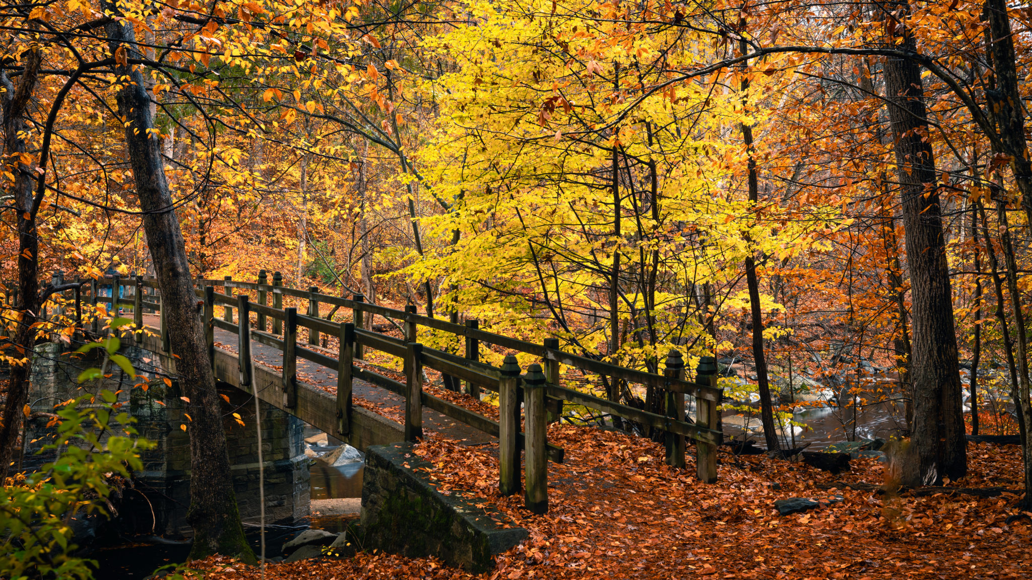 Photos of Fall Colors in Rock Creek Park (DC Foliage Guide)