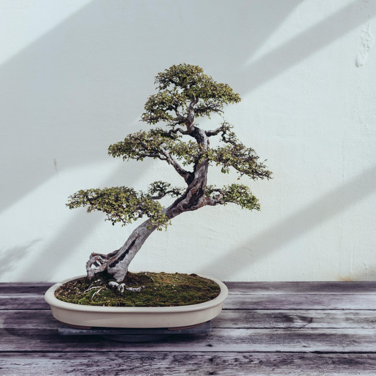 United States National Arboretum: Capitol Columns & Bonsai Trees
