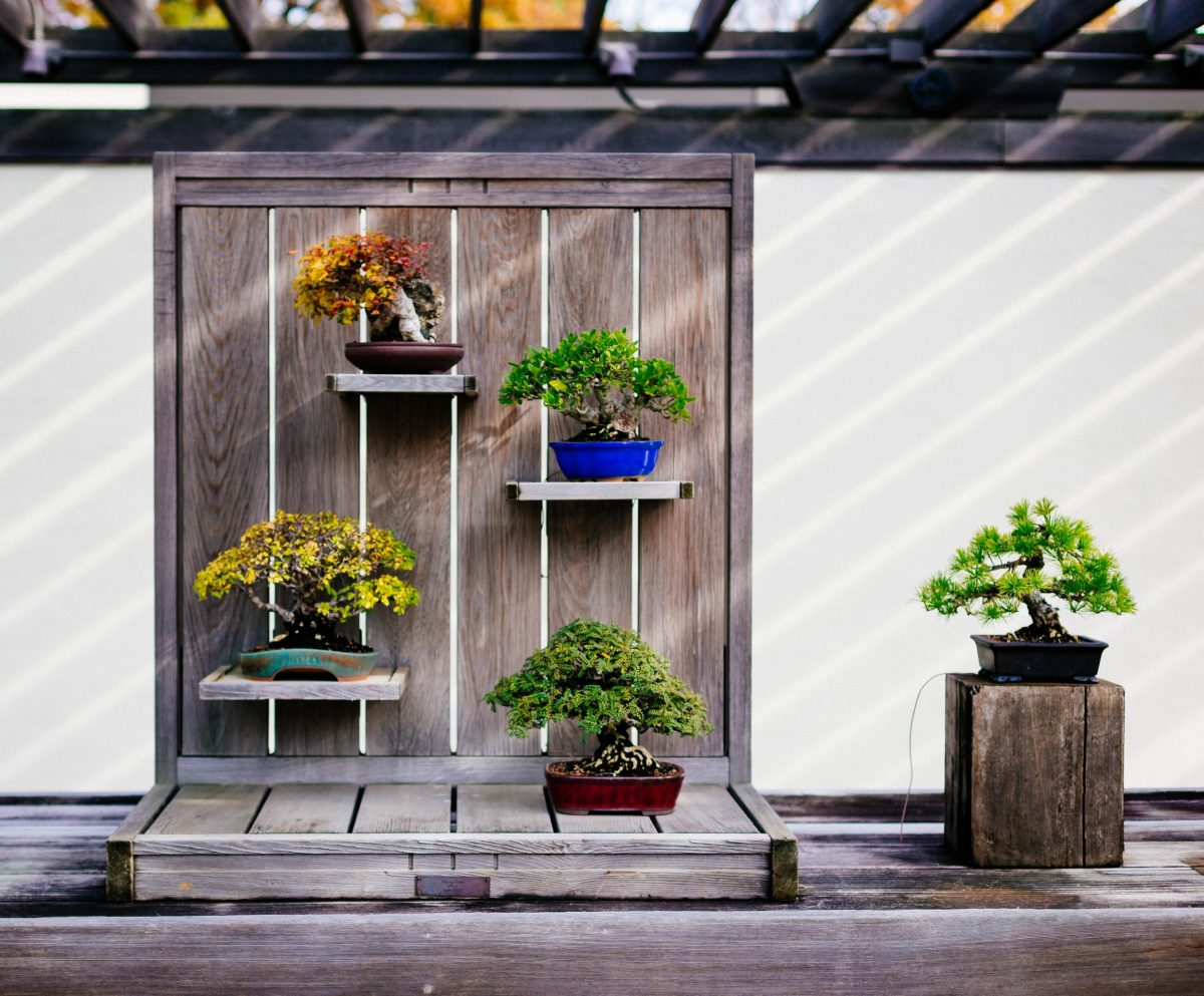 United States National Arboretum: Capitol Columns & Bonsai Trees