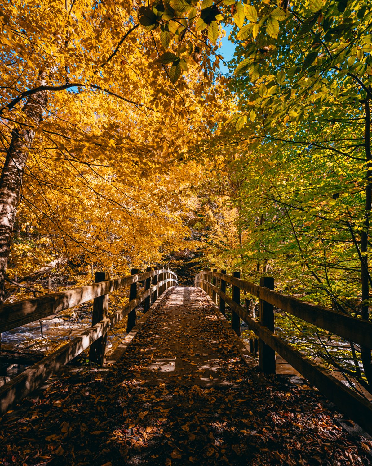 Photos of Fall Colors in Rock Creek Park (DC Foliage Guide)