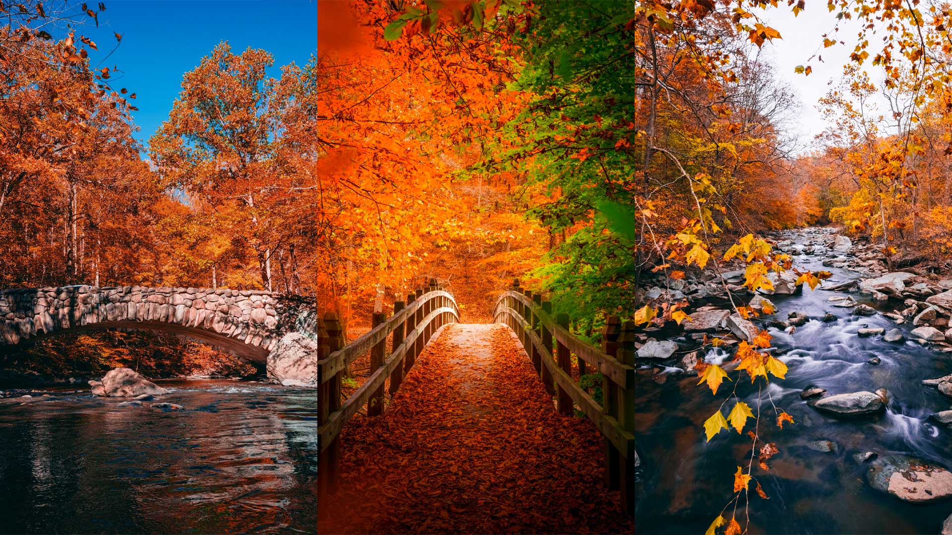 Photos of Fall Colors in Rock Creek Park (DC Foliage Guide)