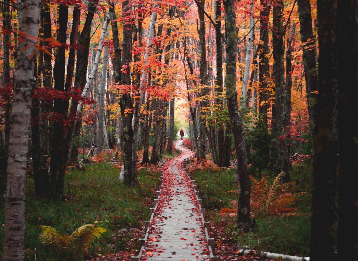 Stunning Fall Photos from Acadia National Park