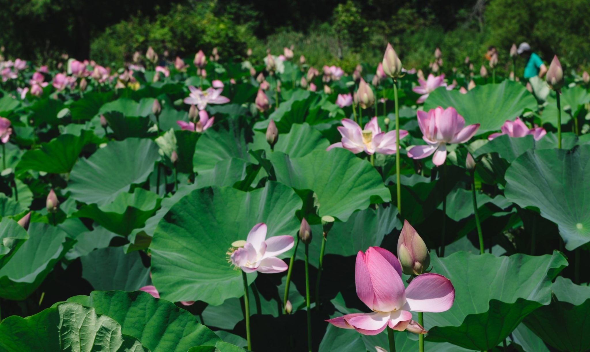 United States Botanic Garden in Washington D.C. (Photos)
