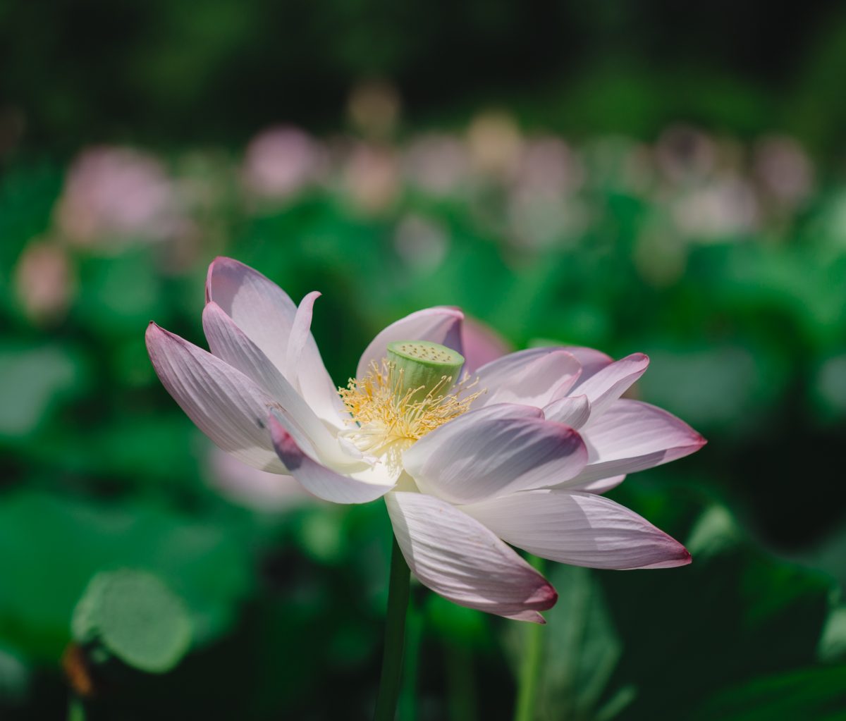 Lotus Bloom at Kenilworth Aquatic Gardens in Washington DC