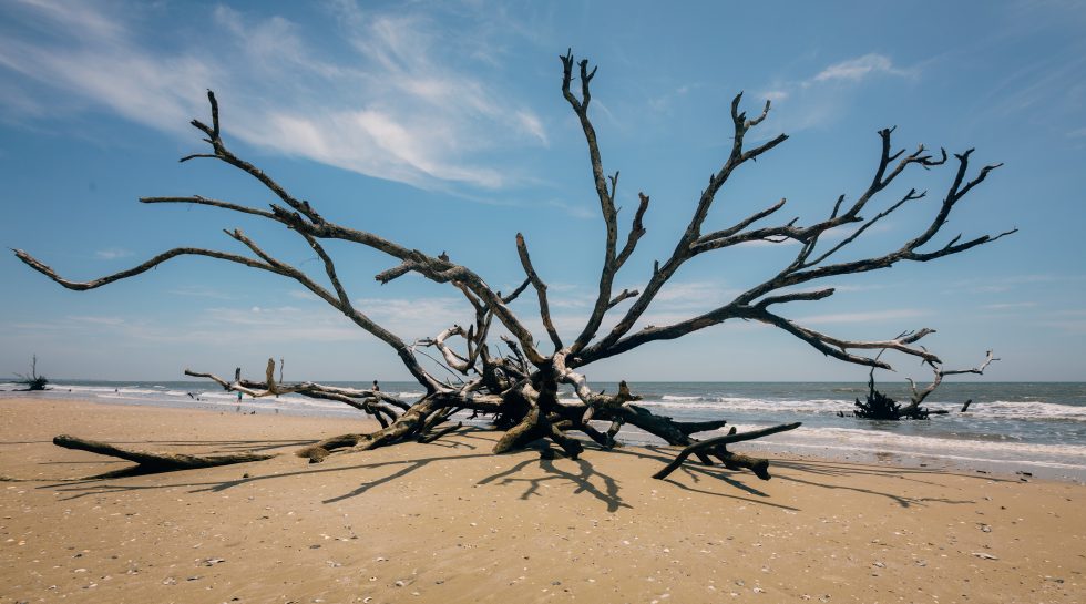 The Photographer's Guide to Botany Bay, South Carolina