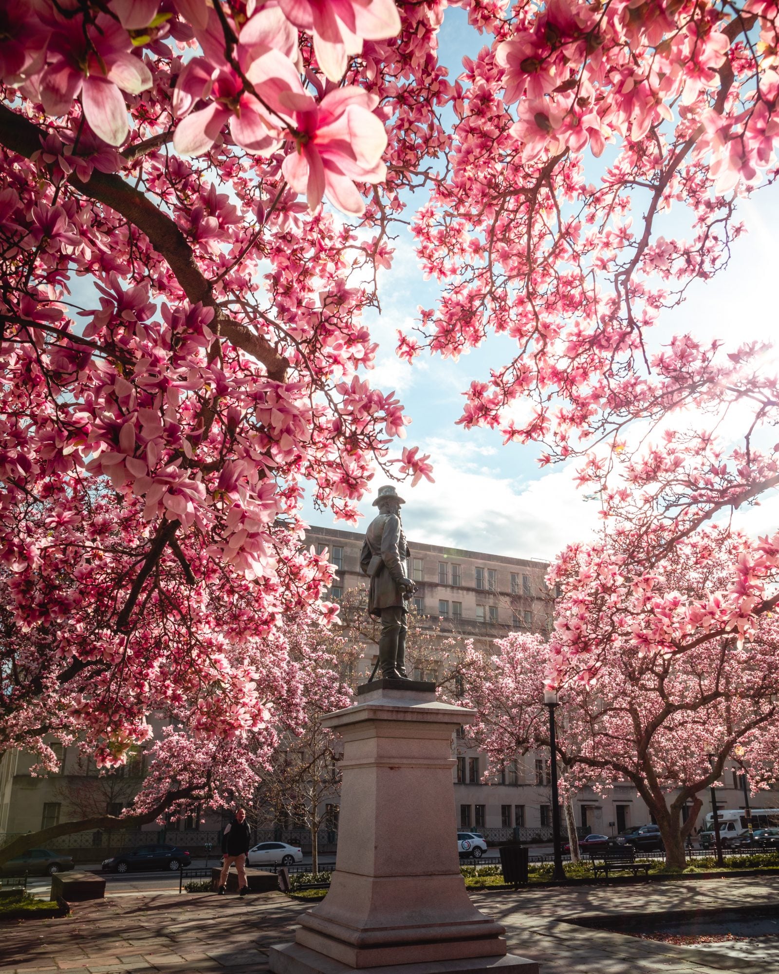 Magnolias at Rawlins Park in Washington DC (Photo Guide)