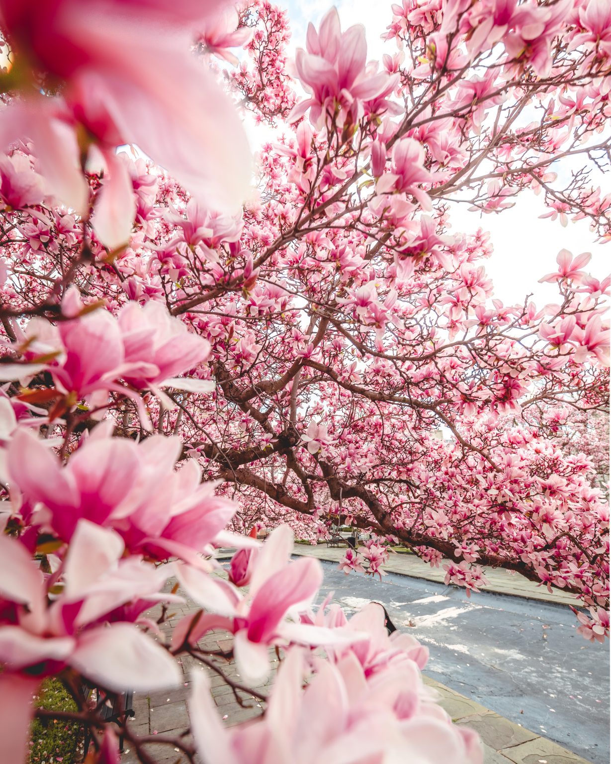 Magnolias at Rawlins Park in Washington DC (Photo Guide)