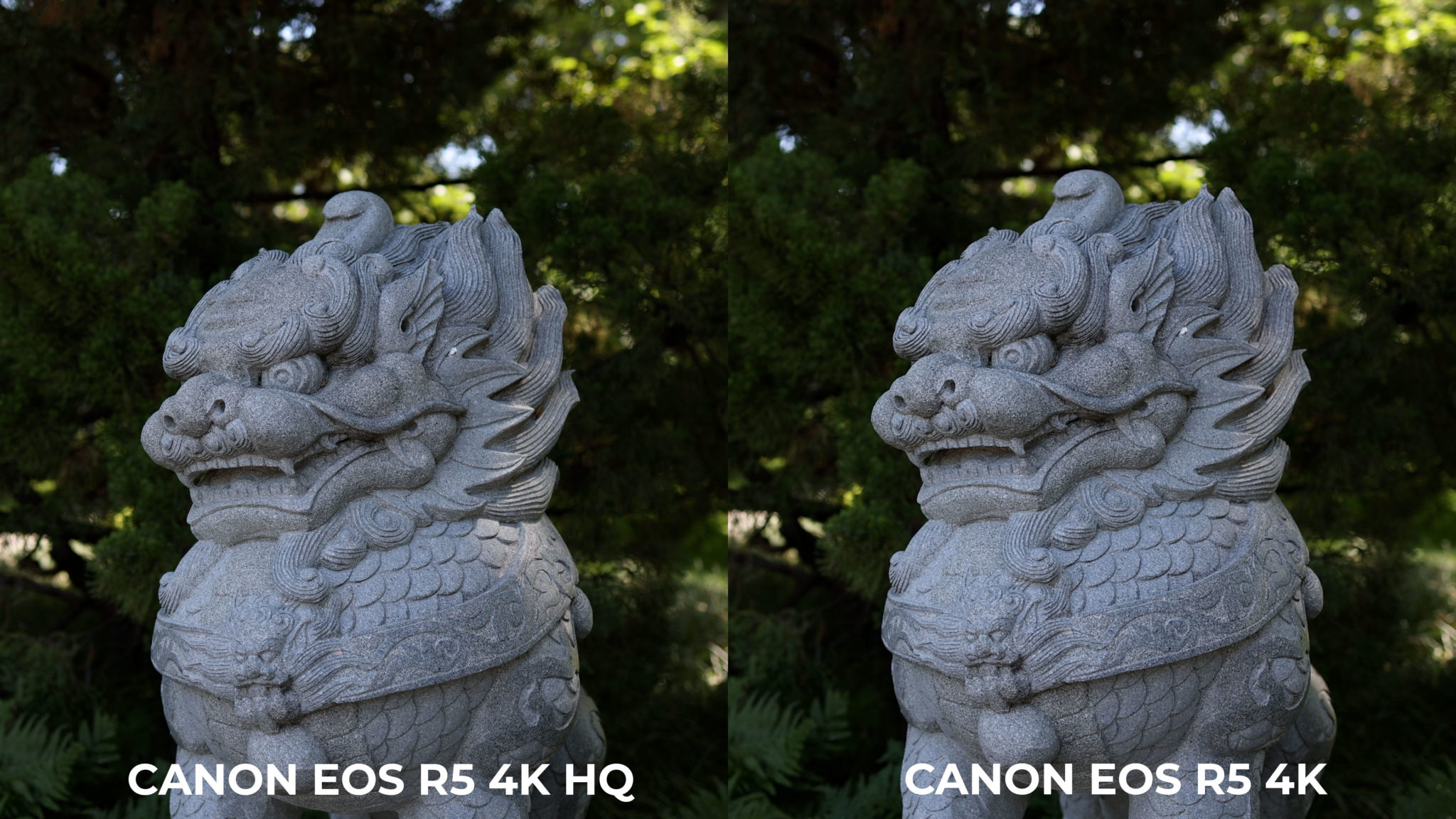 Canon EOS R5 vs EOS R: Comparison w/ Image Quality Tests