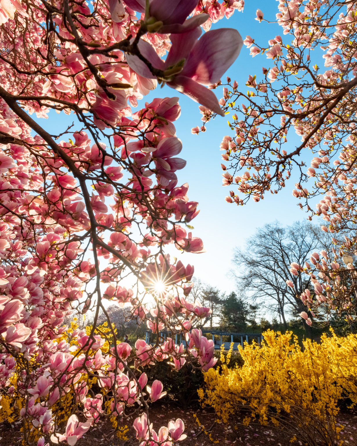 Where to See Magnolia Trees in Washington D.C. (Photo Guide)