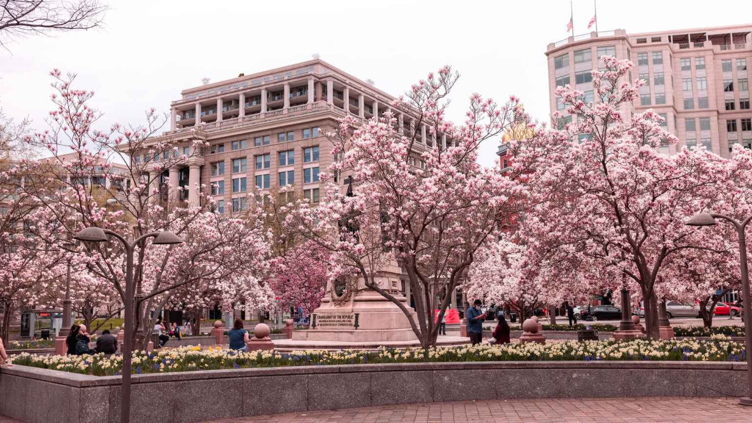 Where to See Magnolia Trees in Washington D.C. (Photo Guide)