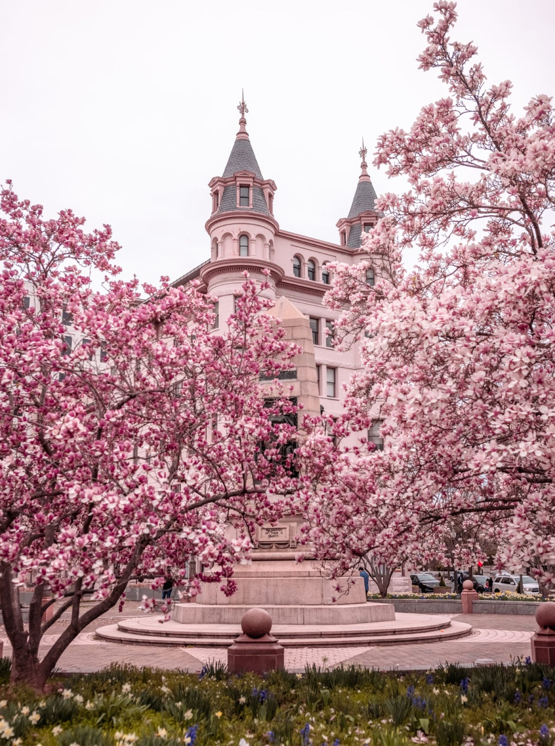 Where to See Magnolia Trees in Washington D.C. (Photo Guide)