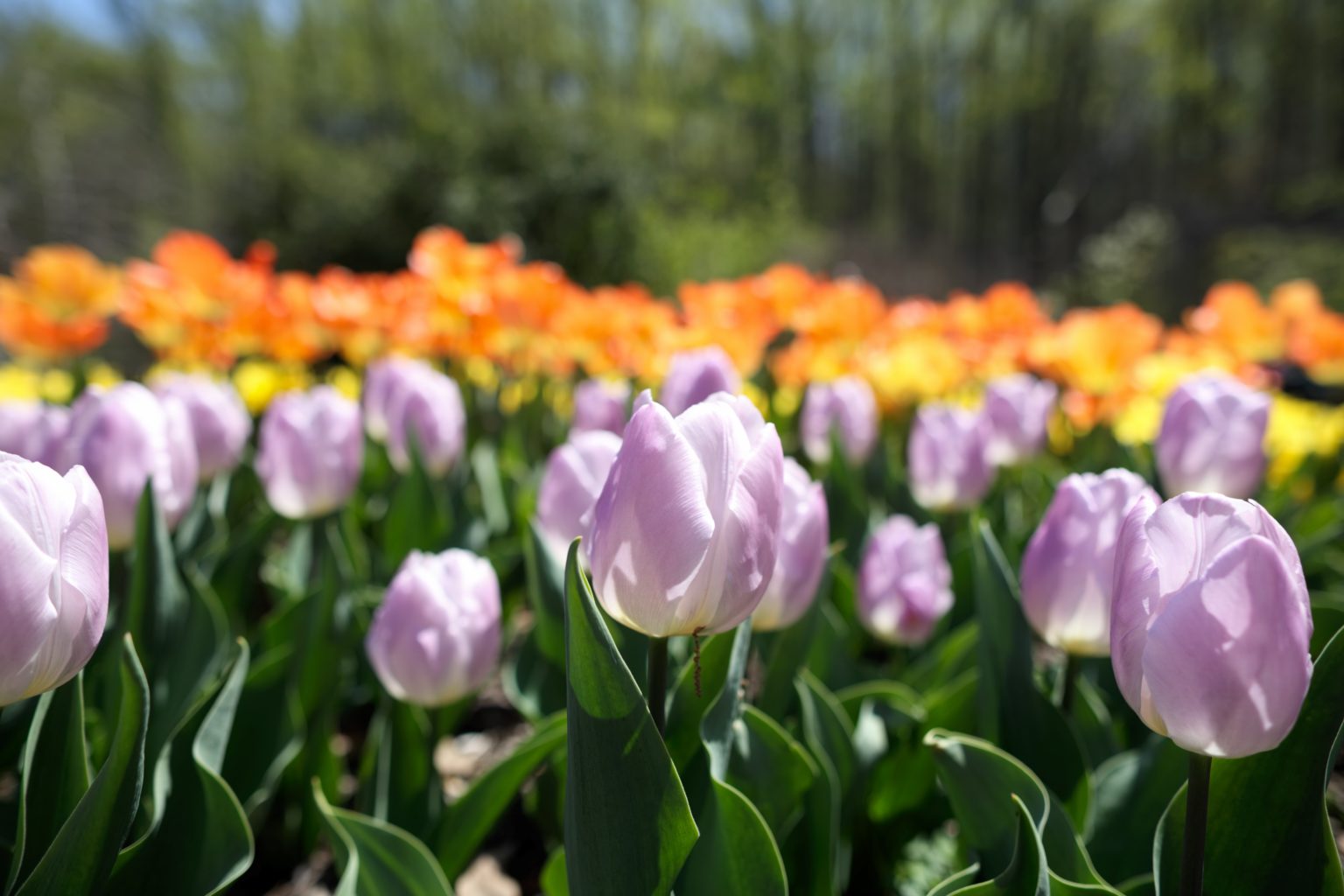 Washington DC Tulip Fields: Where to See Tulips in DC