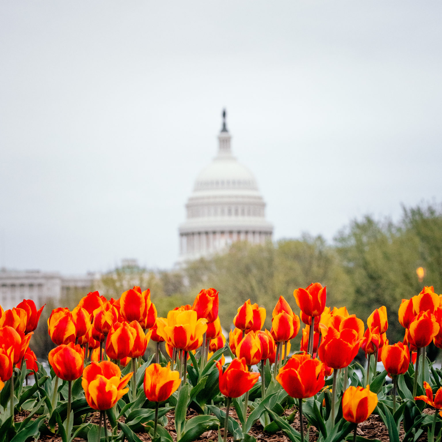Washington DC Tulip Fields: Where to See Tulips in DC