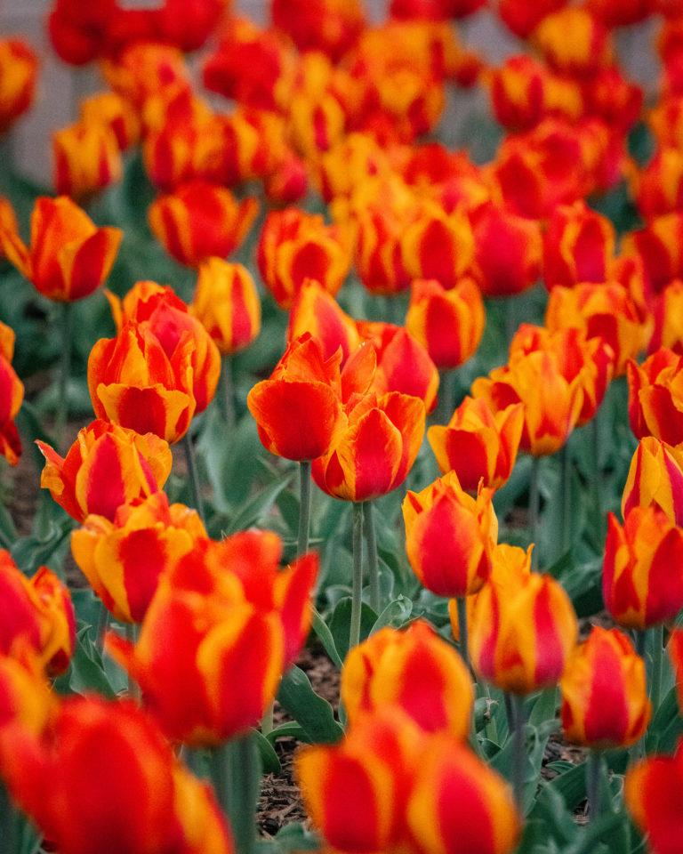 Washington DC Tulip Fields: Where to See Tulips in DC