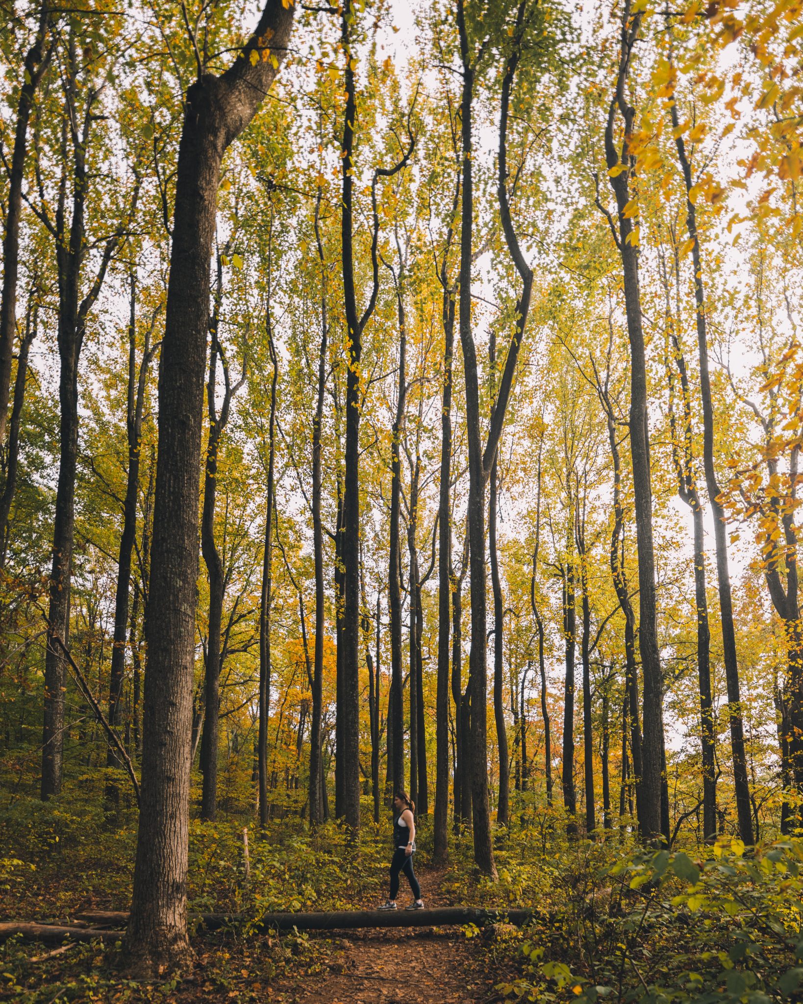 Best Places to See Fall Foliage in Washington DC (Photo Guide)