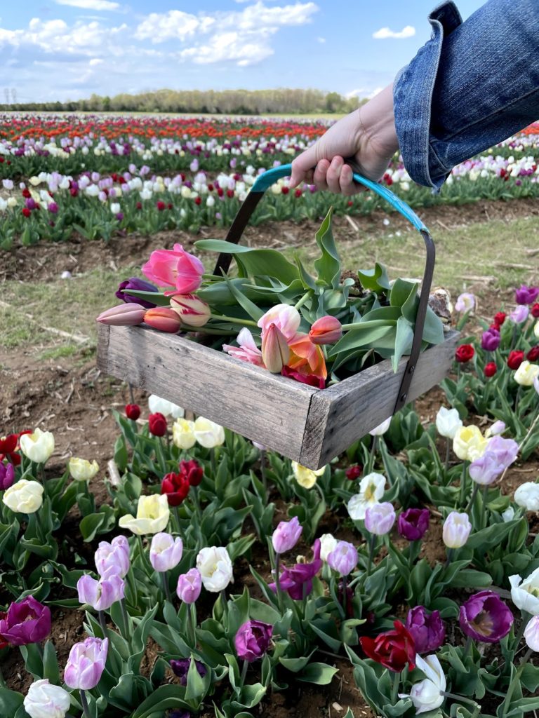 Washington DC Tulip Fields: Where to See Tulips in DC