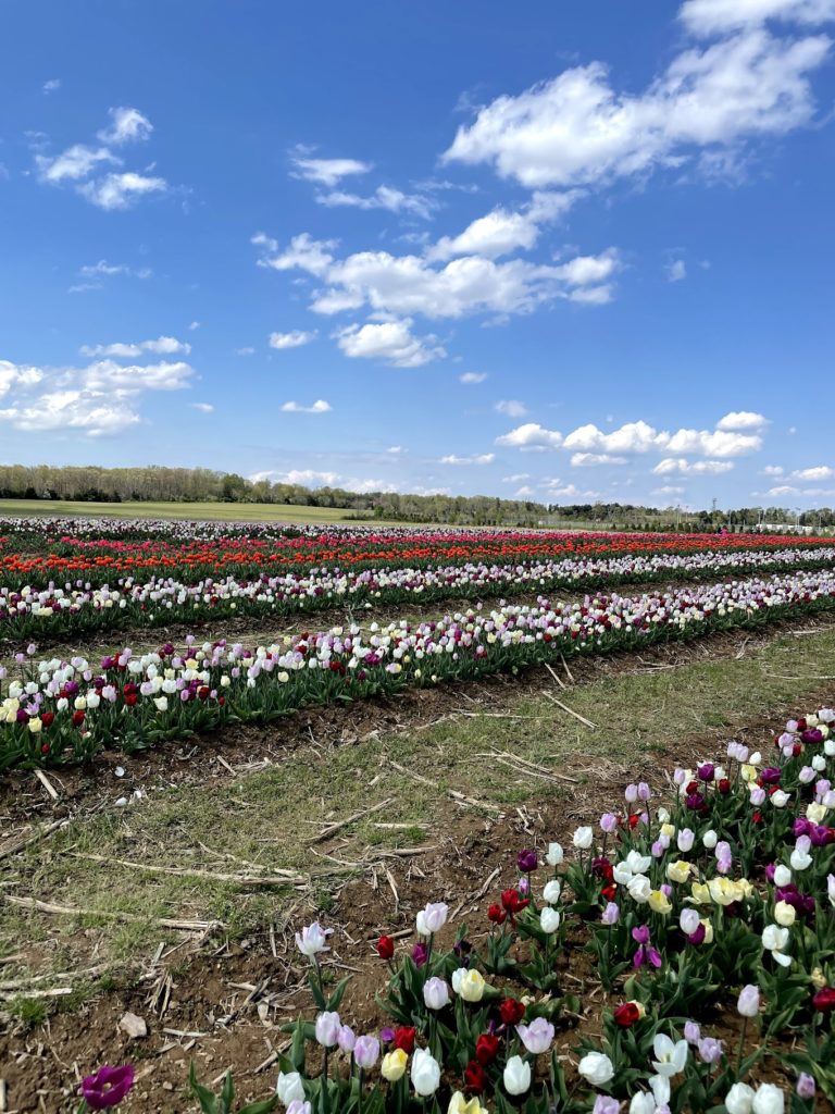 Washington DC Tulip Fields: Where to See Tulips in DC