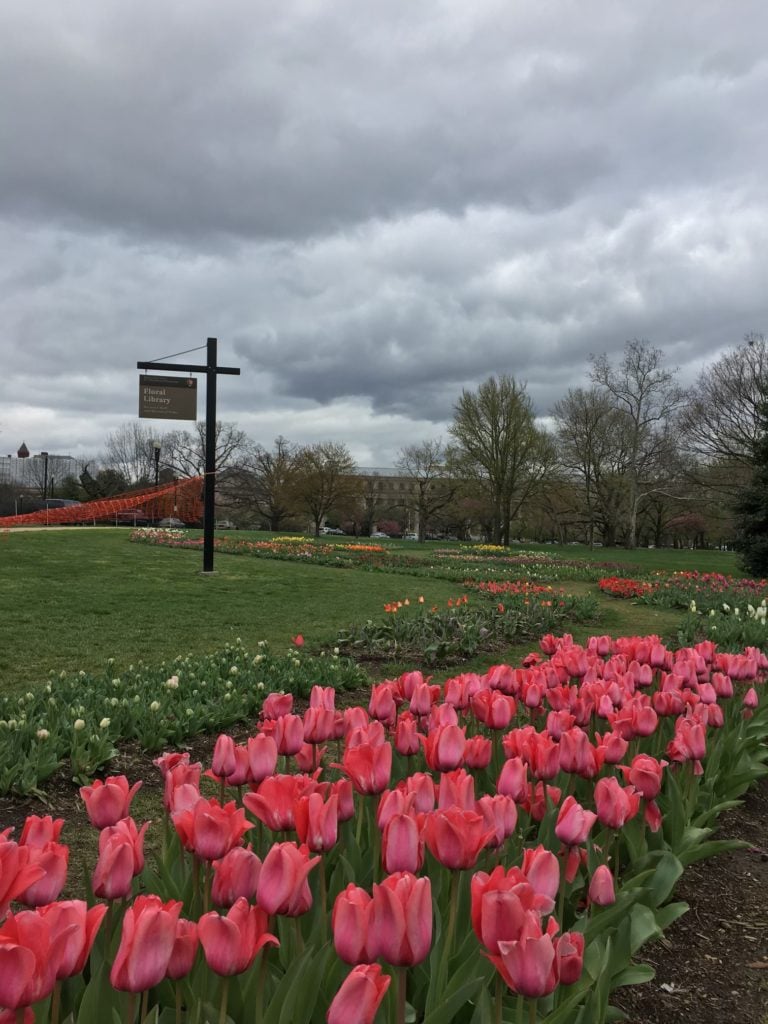 Washington DC Tulip Fields: Where to See Tulips in DC