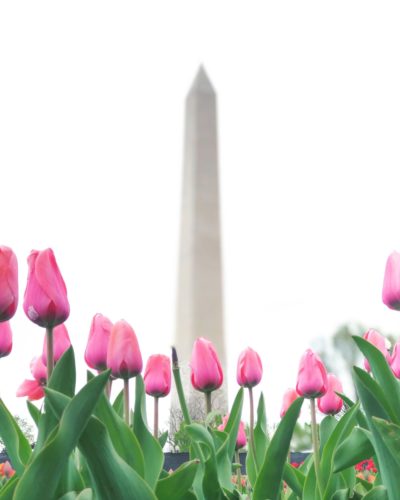 Washington DC Tulip Fields: Where to See Tulips in DC