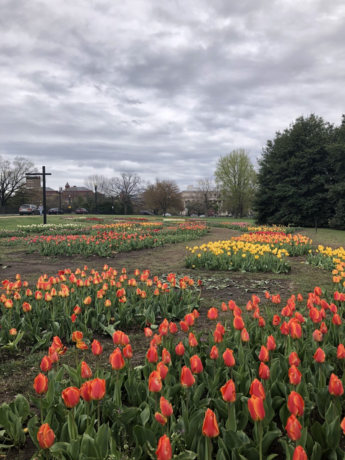 Washington DC Tulip Fields: Where to See Tulips in DC