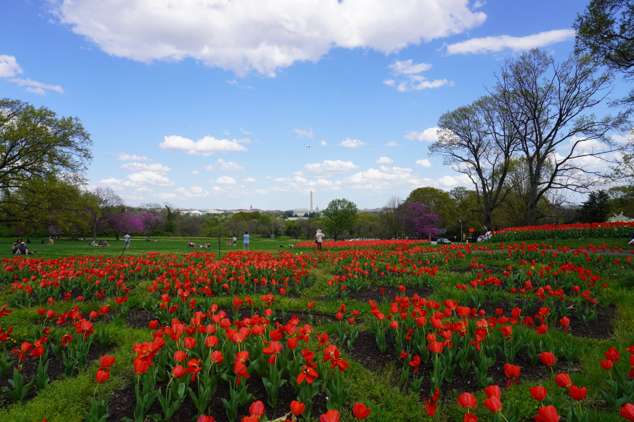 Washington DC Tulip Fields: Where to See Tulips in DC