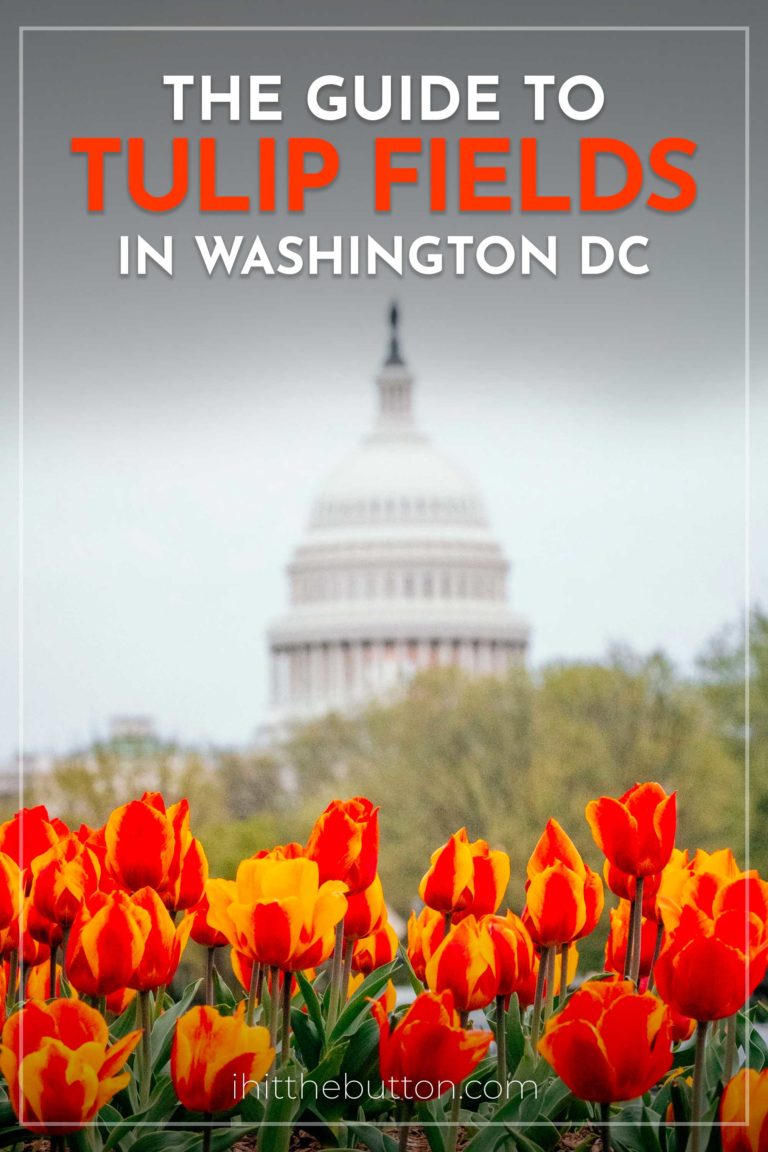 Washington DC Tulip Fields: Where to See Tulips in DC