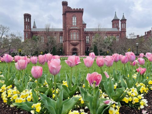 Washington DC Tulip Fields: Where to See Tulips in DC