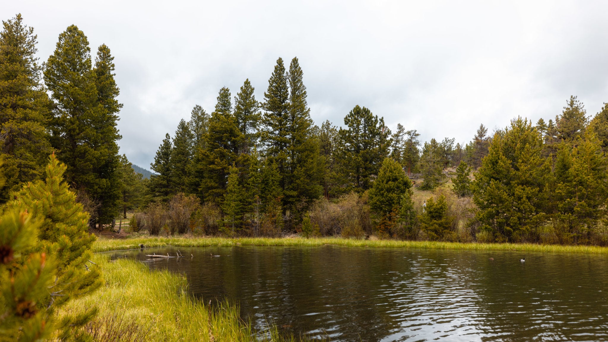 Lily Lake in Rocky Mountain National Park (Guide & Photos)