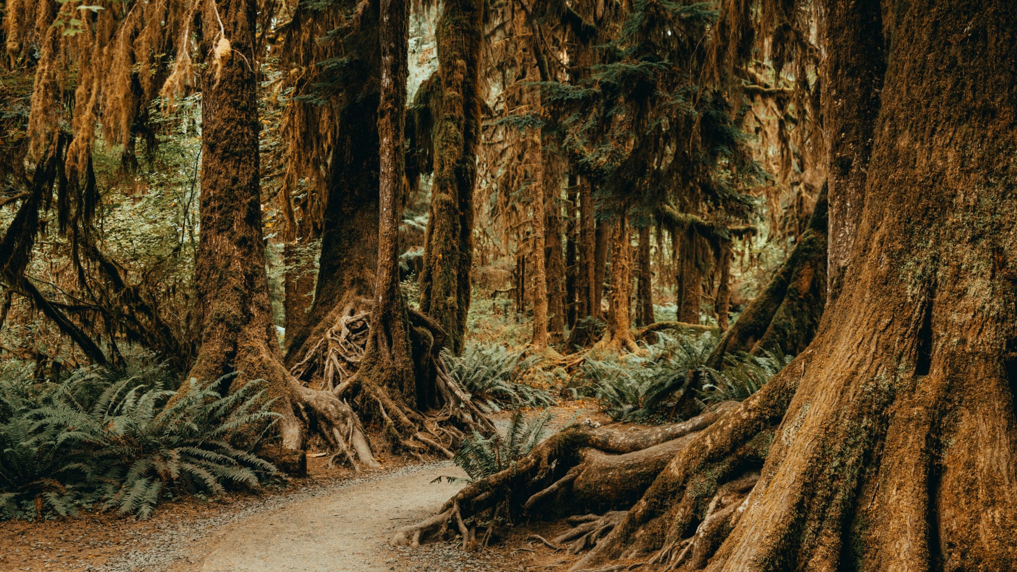 Rainforest Trail on Vancouver Island: Best Hike Near Tofino
