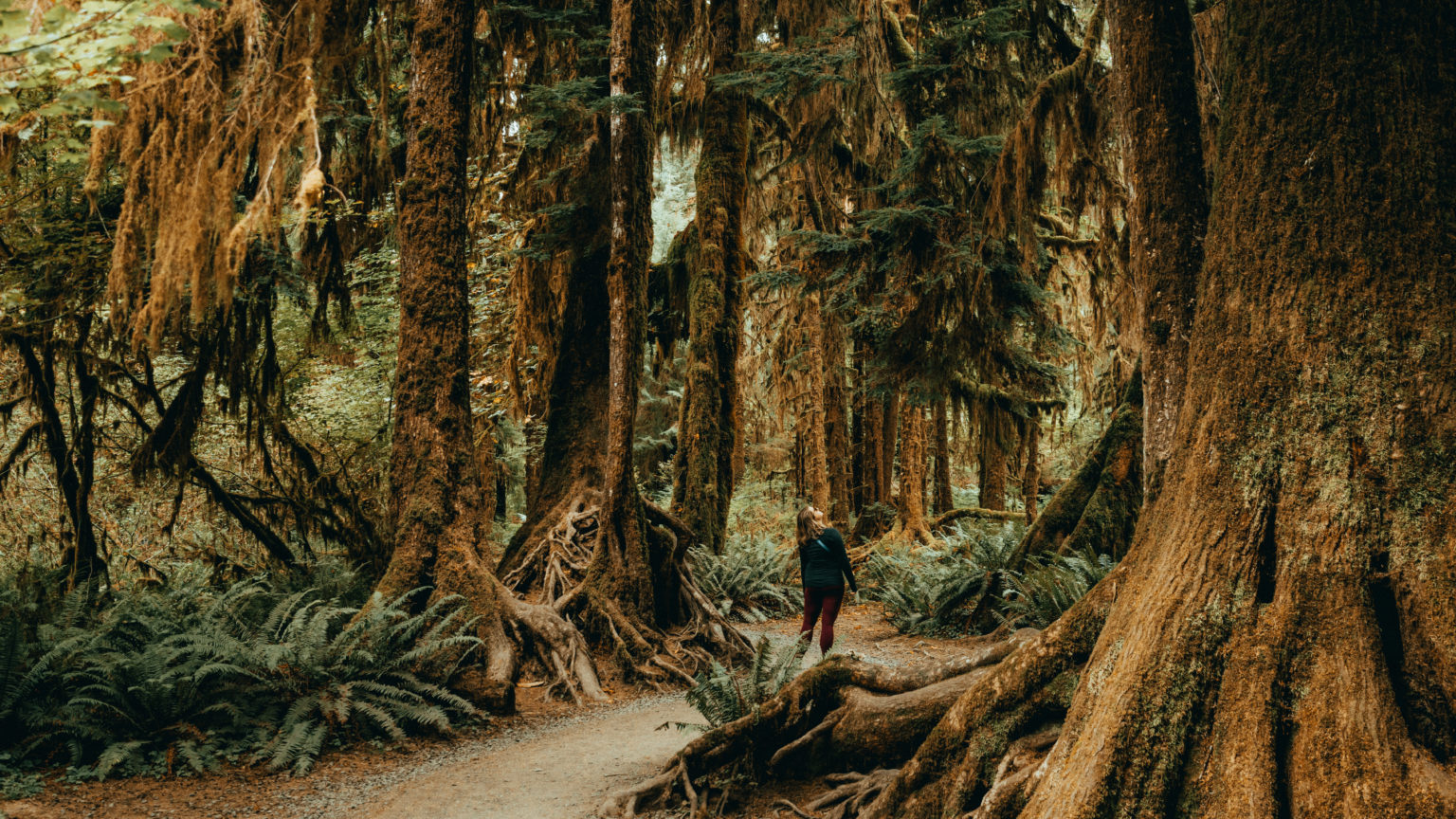 Hoh Rainforest: Hall of Mosses & Spruce Nature Trail