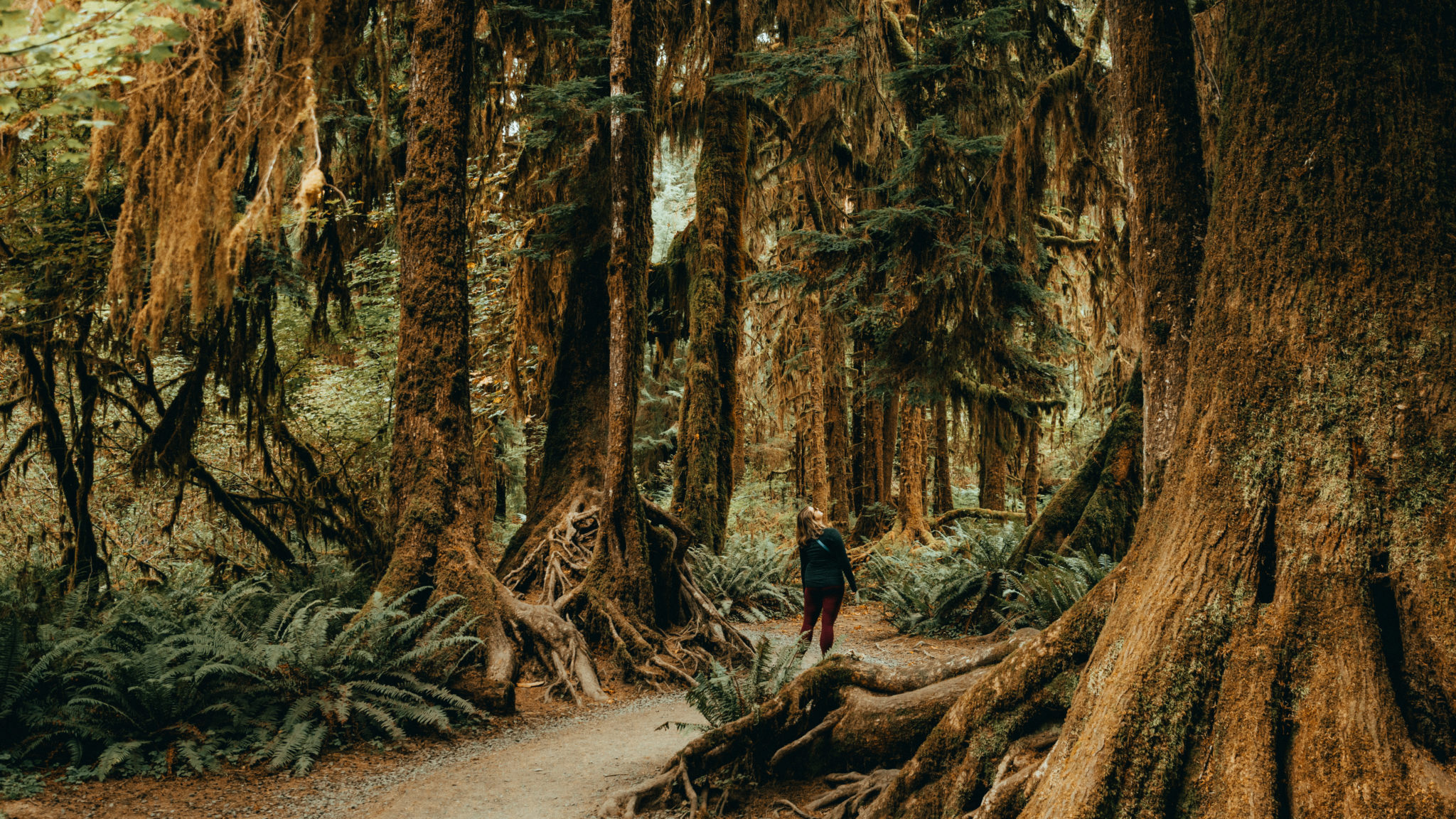 Hoh Rainforest: Hall of Mosses & Spruce Nature Trail