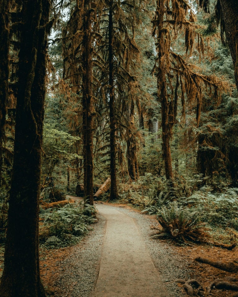 Hoh Rainforest: Hall of Mosses & Spruce Nature Trail