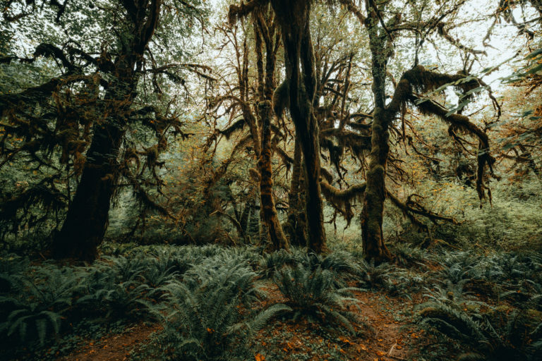 Hoh Rainforest: Hall of Mosses & Spruce Nature Trail