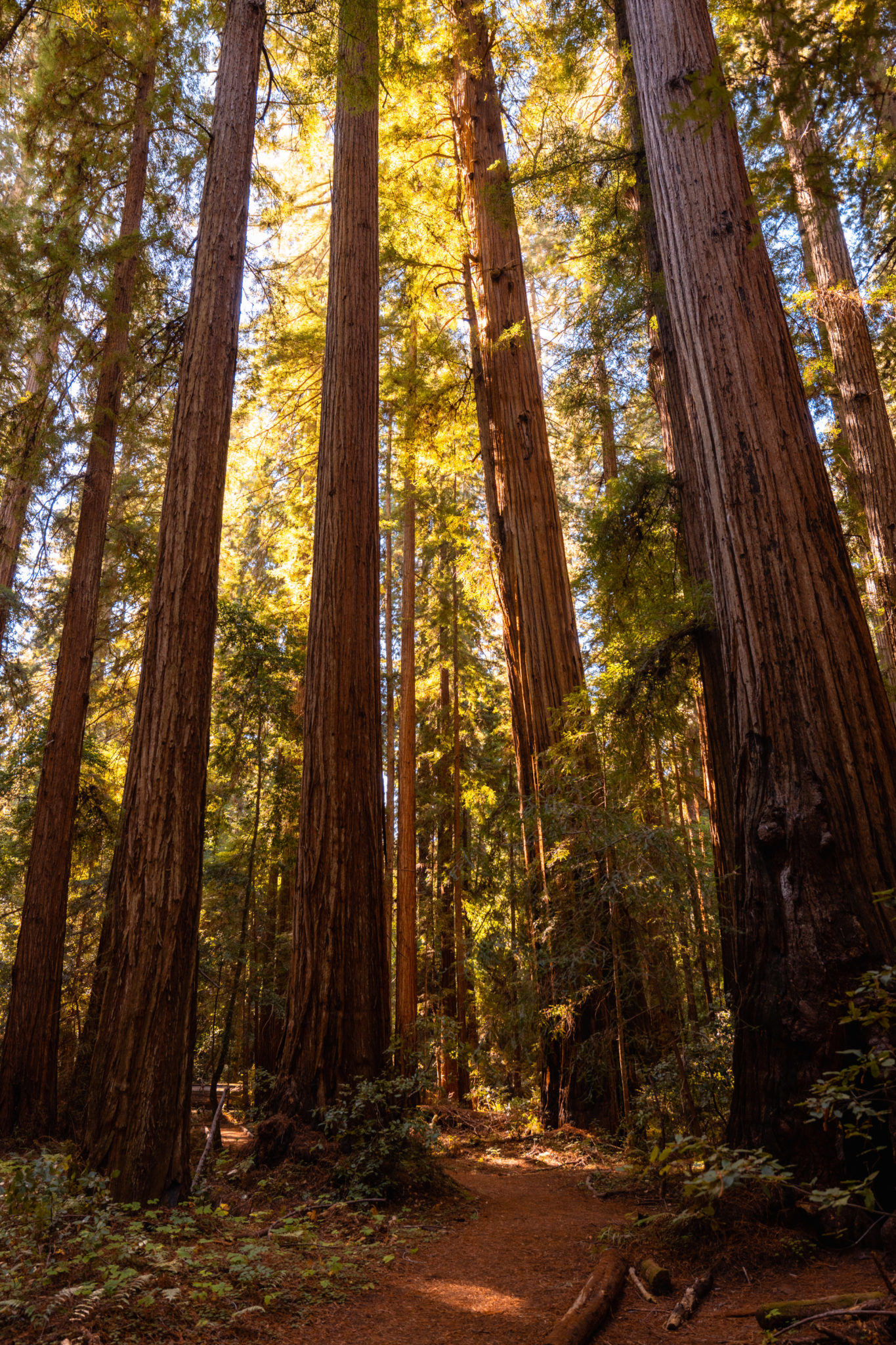 Hiking Big Hendy Grove in Hendy Woods State Park, California