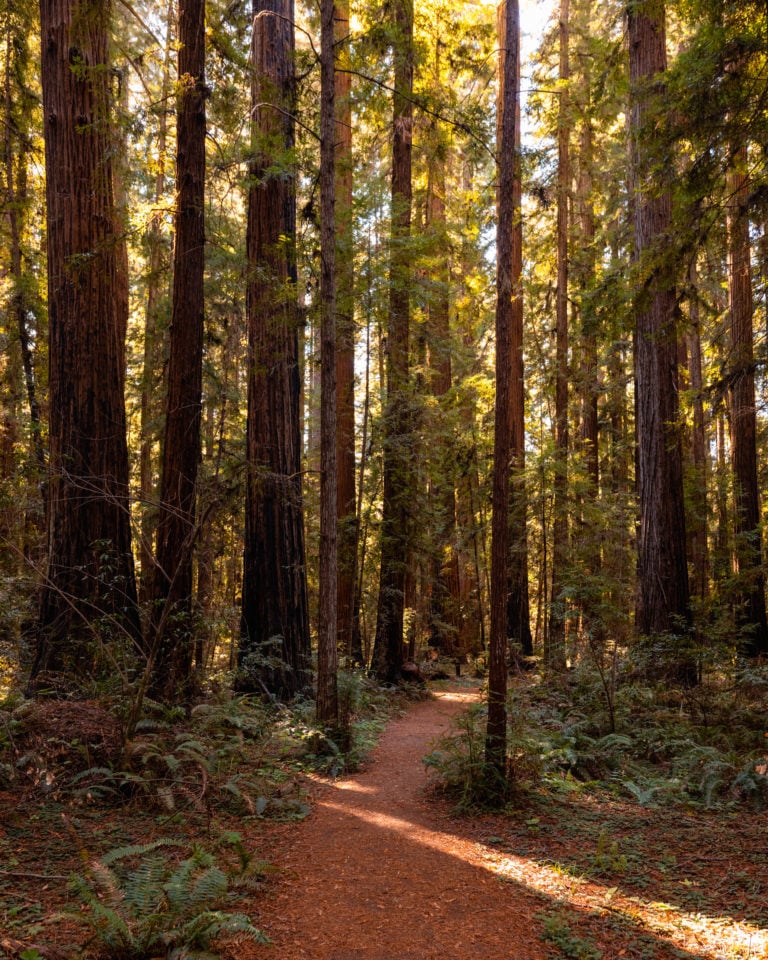 Hiking Big Hendy Grove in Hendy Woods State Park, California