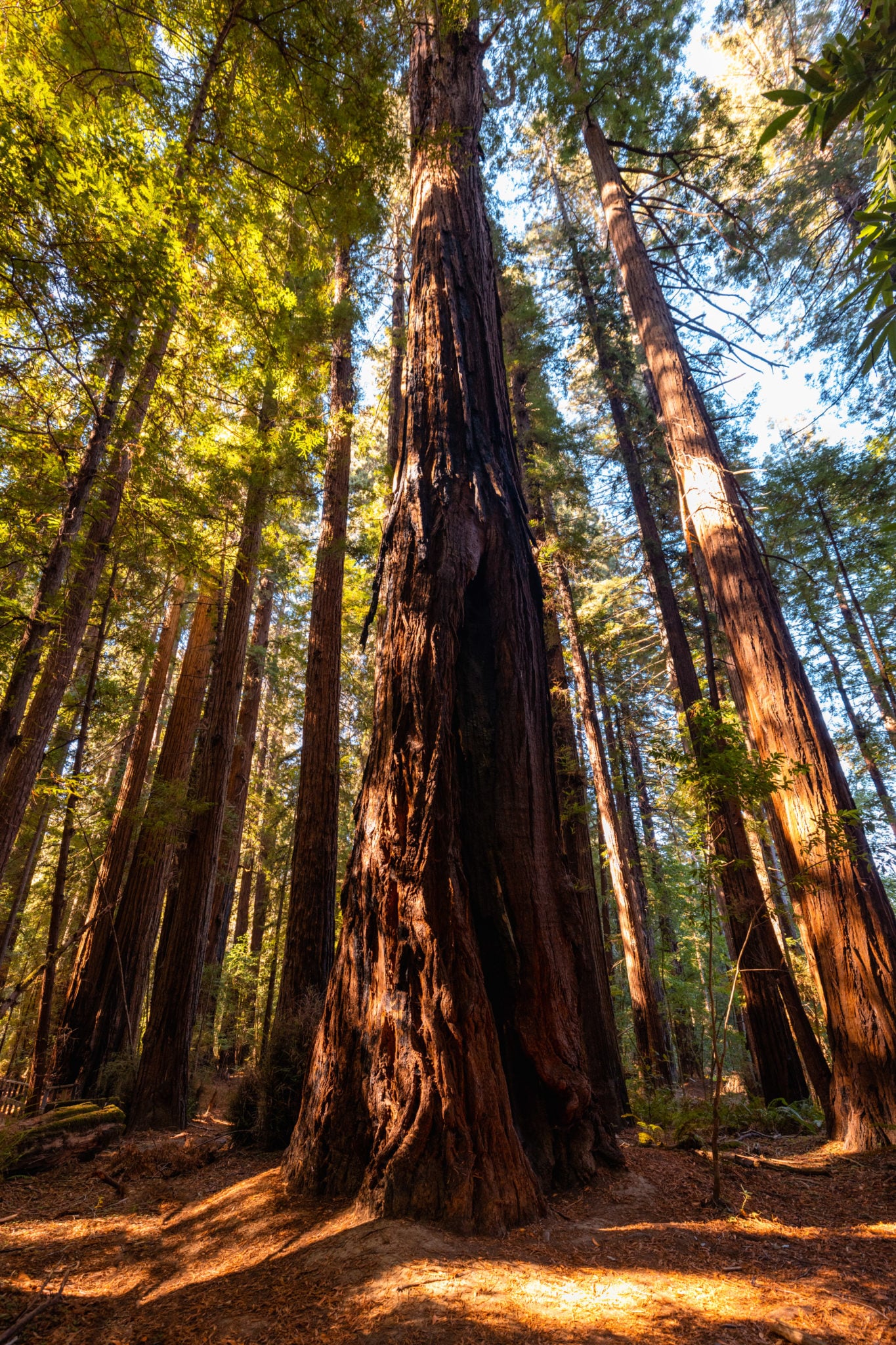 Hiking Big Hendy Grove in Hendy Woods State Park, California