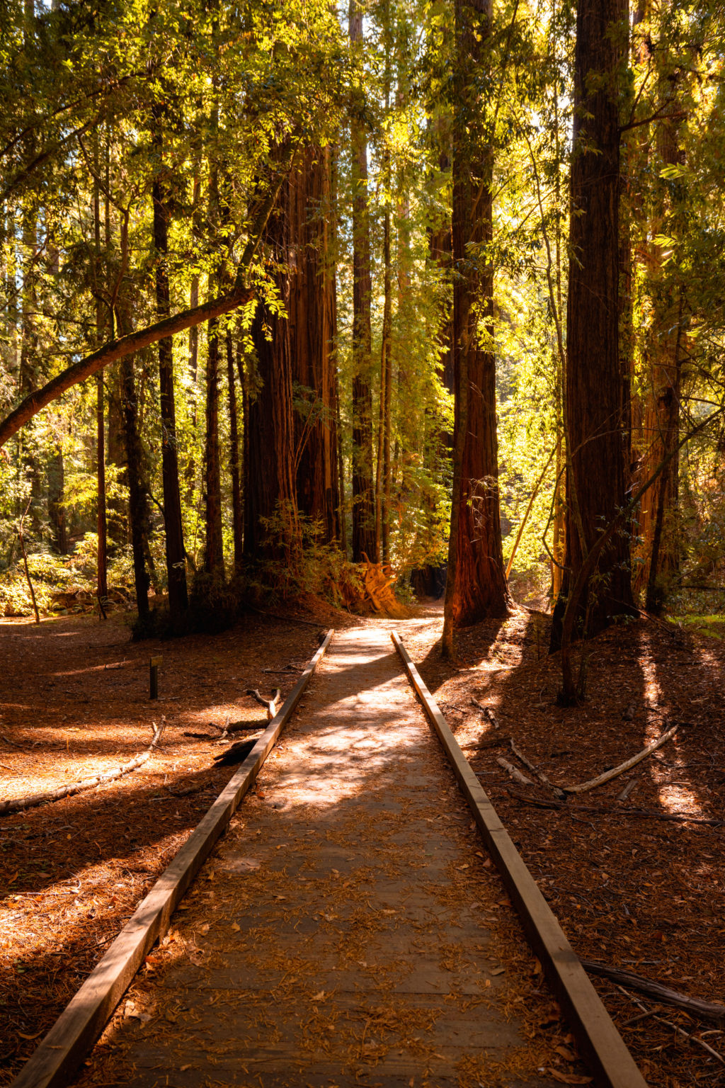 Hiking Big Hendy Grove in Hendy Woods State Park, California