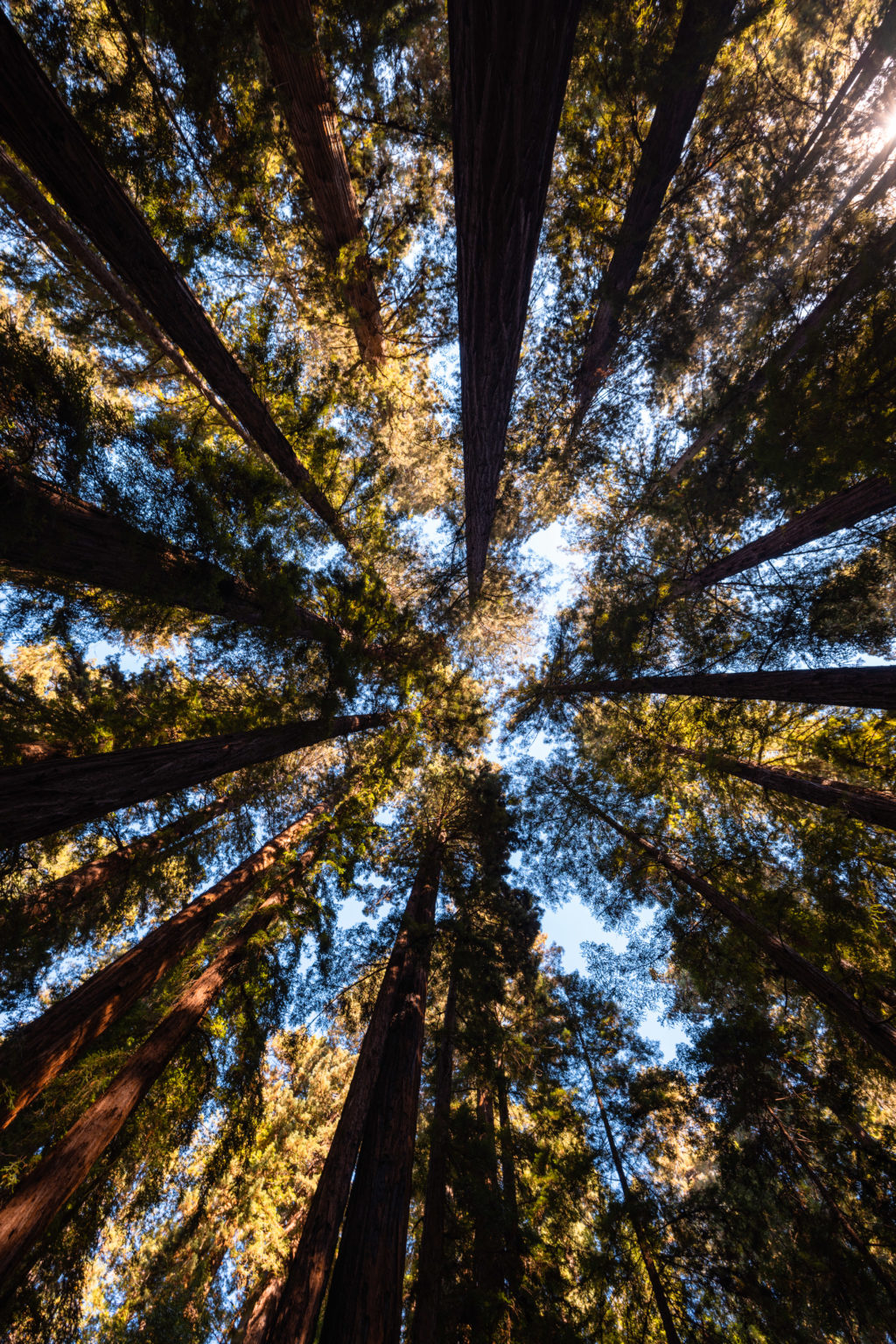 Hiking Big Hendy Grove in Hendy Woods State Park, California
