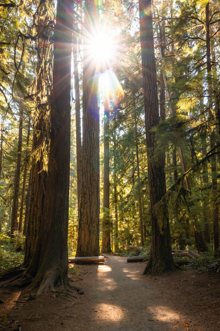 Marymere Falls in Olympic National Park: Photos & Travel Guide