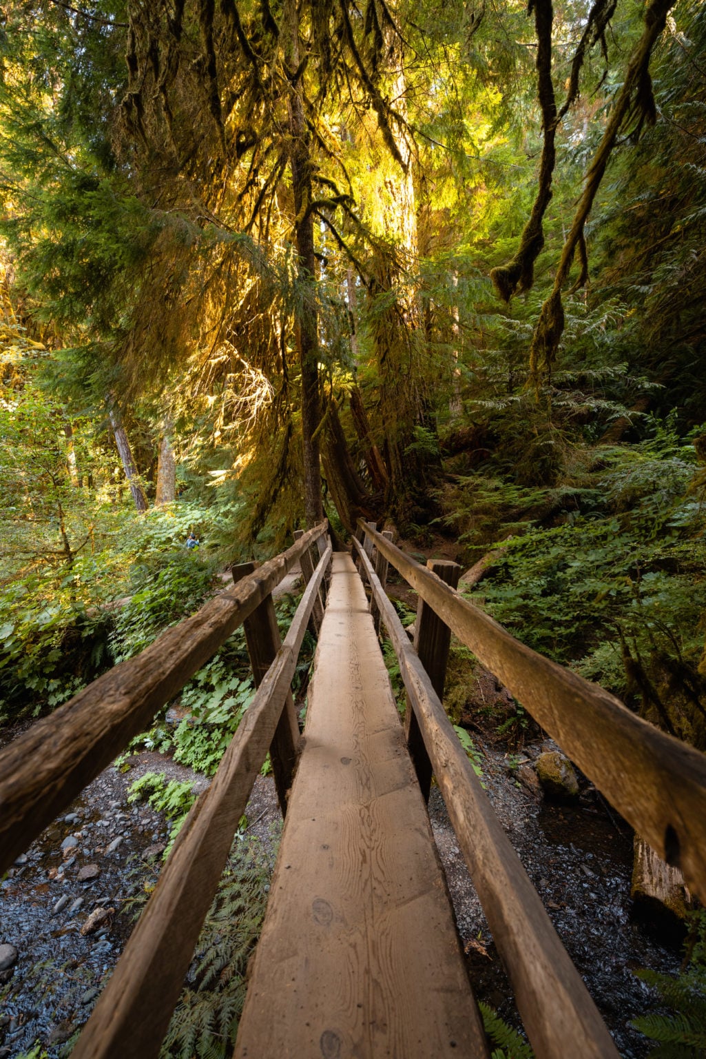 Marymere Falls in Olympic National Park: Photos & Travel Guide