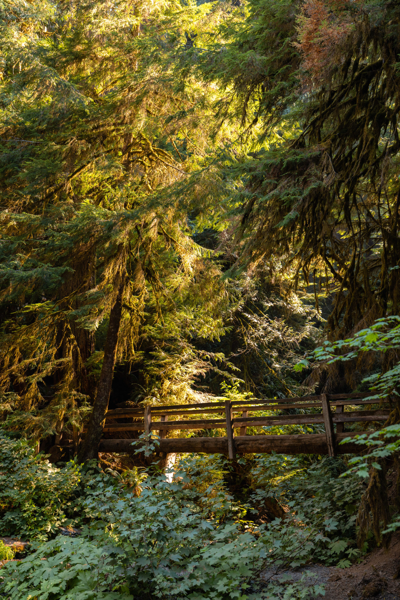 Marymere Falls in Olympic National Park: Photos & Travel Guide