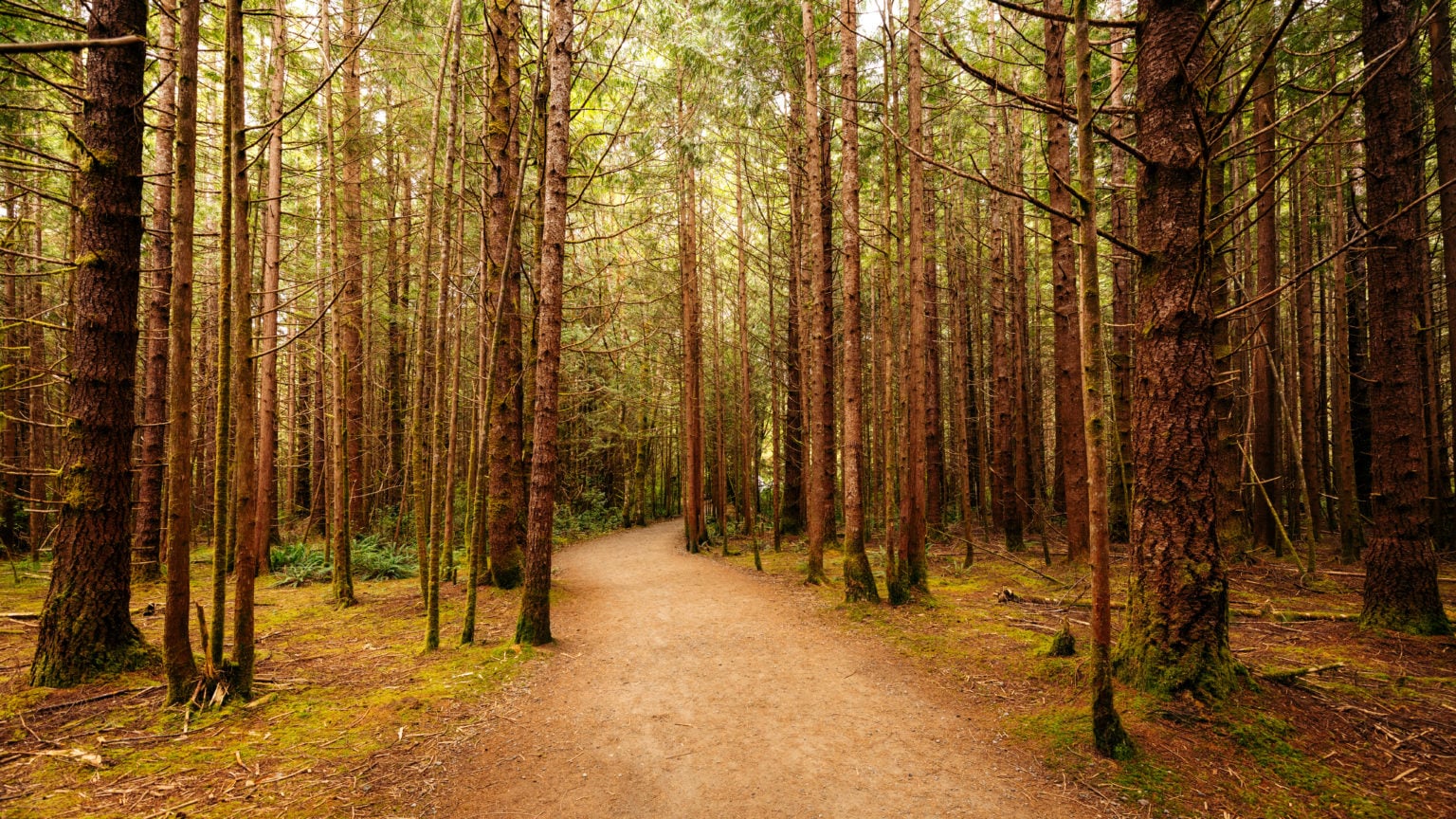 Rainforest Trail on Vancouver Island: Best Hike Near Tofino