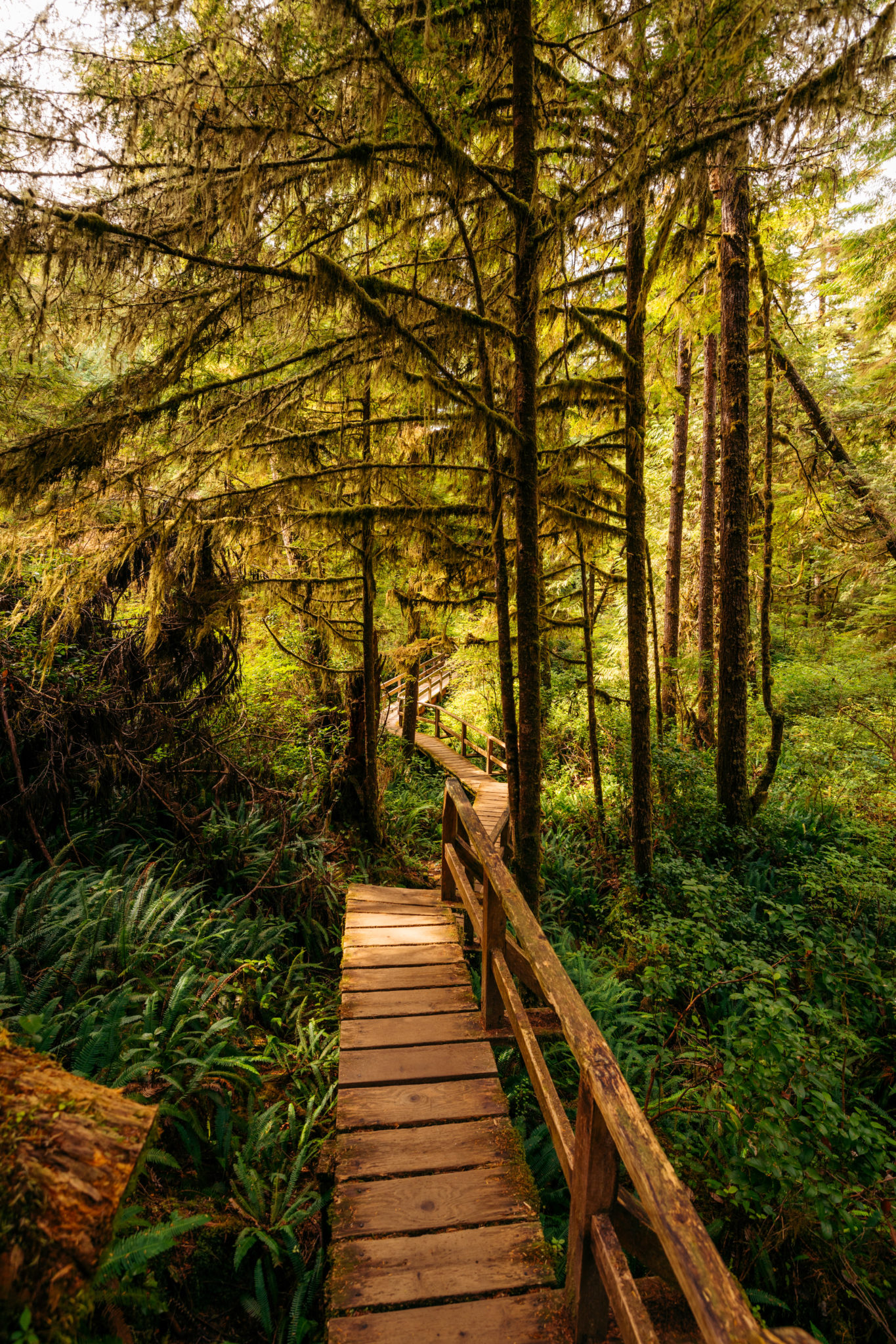 Rainforest Trail on Vancouver Island: Best Hike Near Tofino