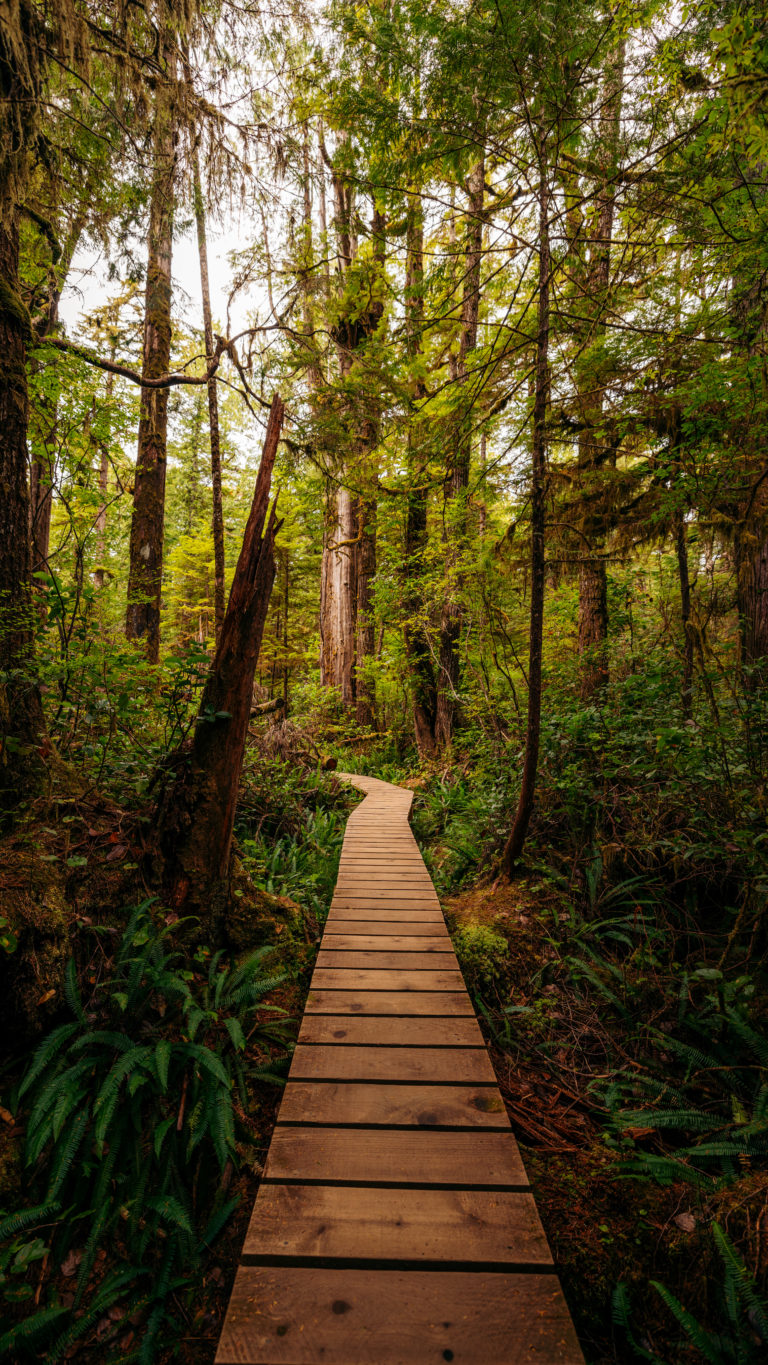 Rainforest Trail on Vancouver Island: Best Hike Near Tofino