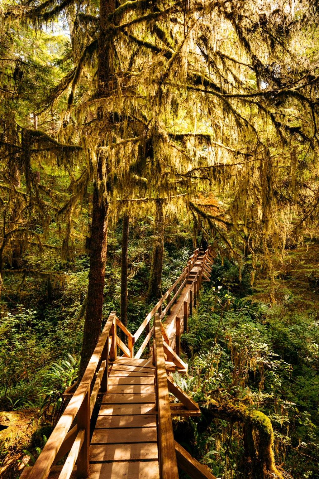 Rainforest Trail on Vancouver Island: Best Hike Near Tofino